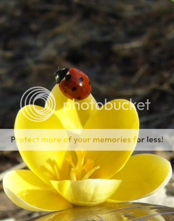 Katica bogár a virágon - maroka Blogja - 2011-01-12 18:51