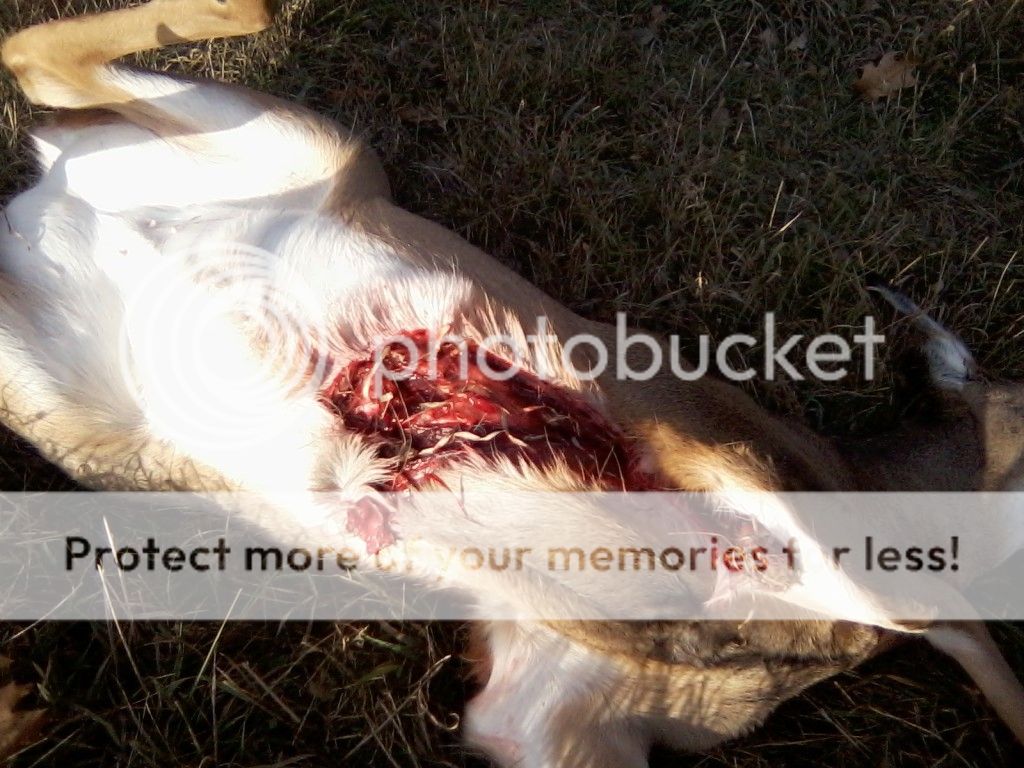 The Official " The Amax isn't a Hunting Bullet" thread - 24hourcampfire